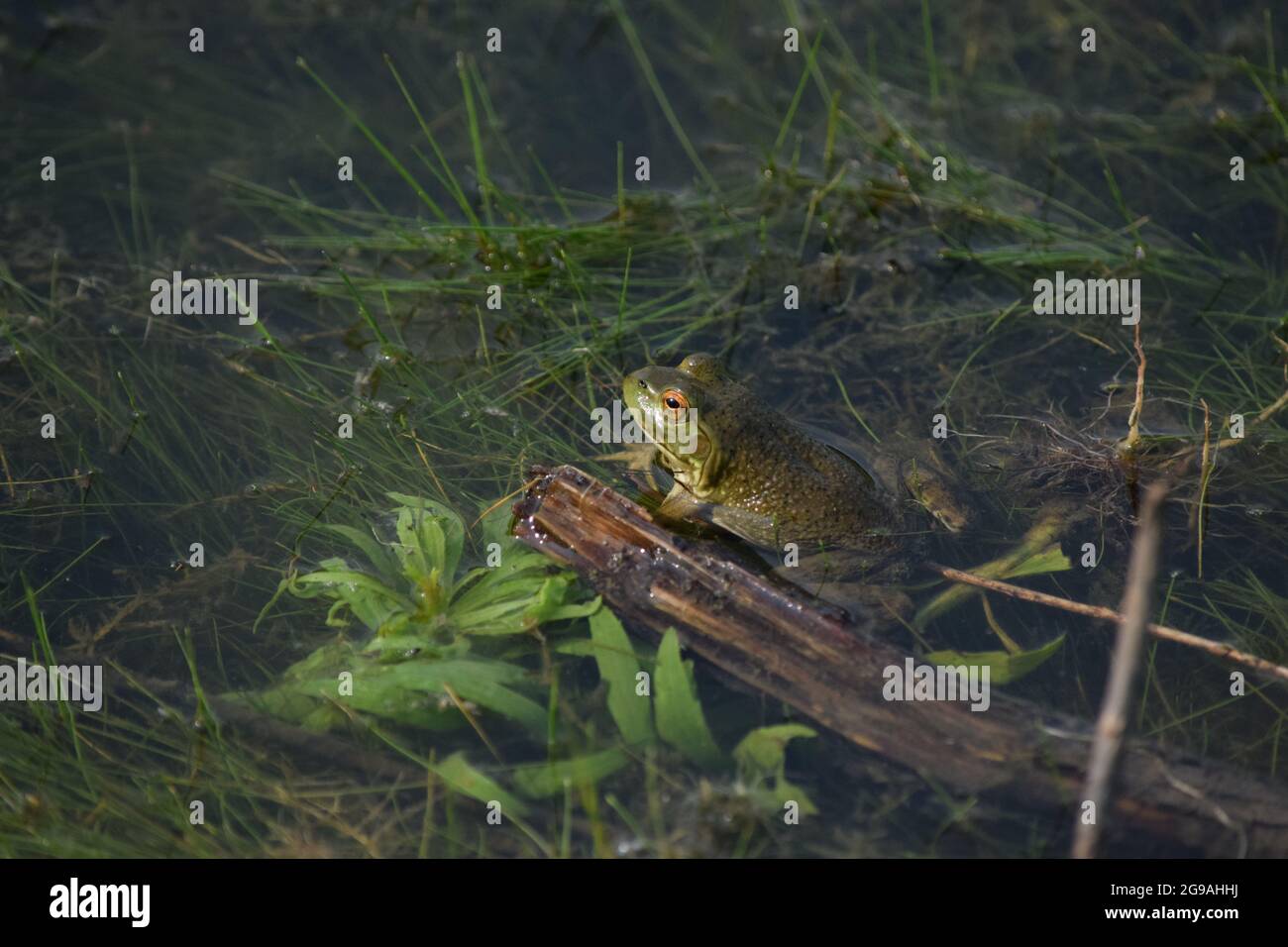 American Bullfrog Frog in water at pond Stock Photo - Alamy