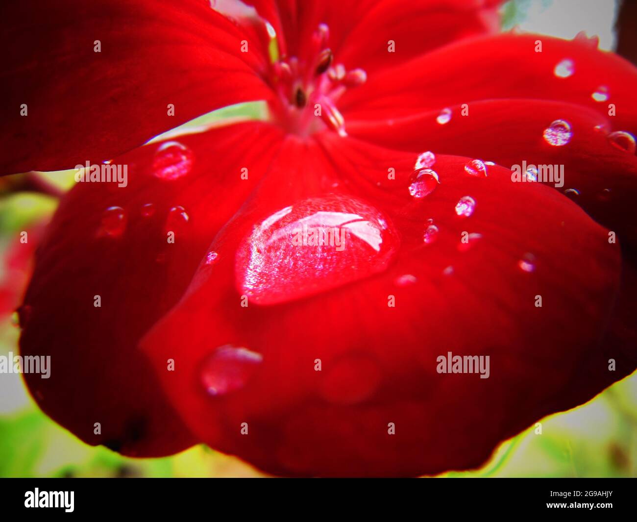 Different raindrops on the flower Stock Photo - Alamy