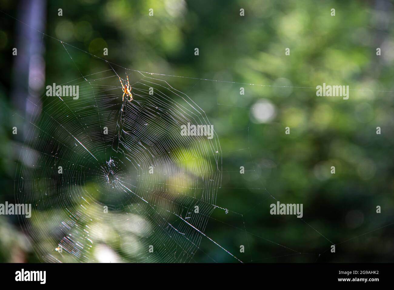 A selective focus shot of a spider in its natural environment Stock ...