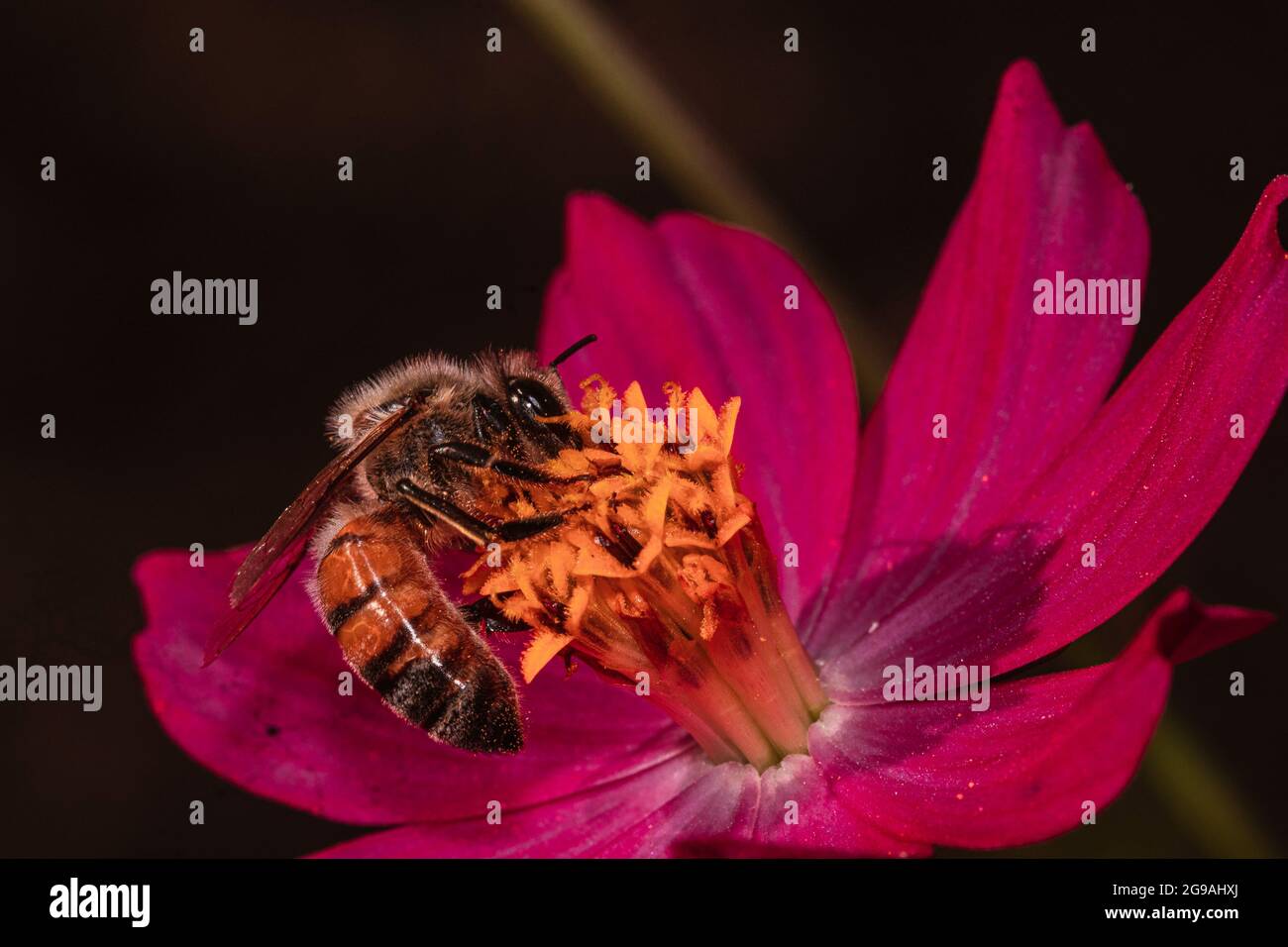 A closeup of a cute little bee harvesting pollen from a bright pink ...