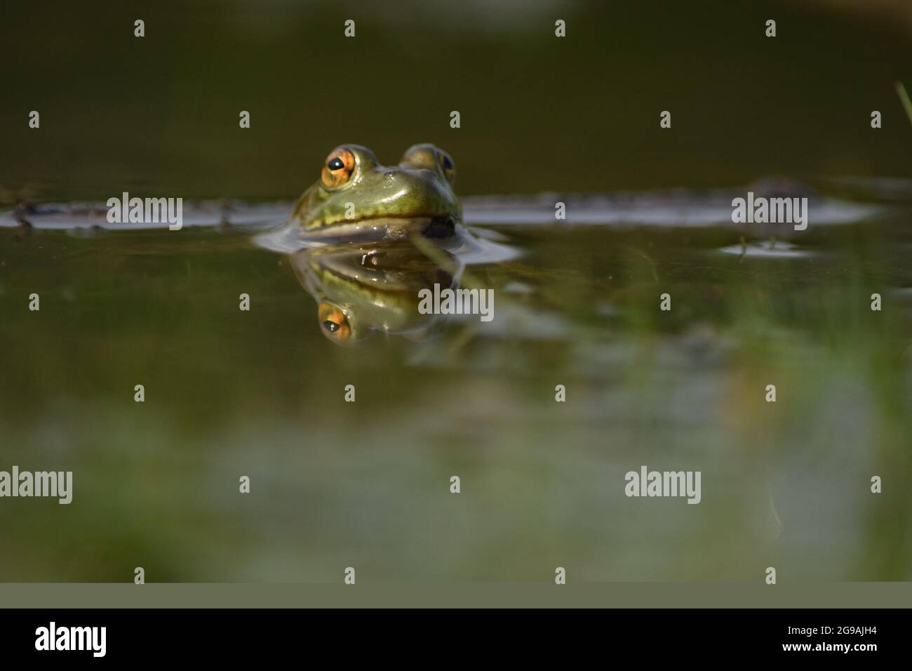 American Bullfrog Frog in water at pond Stock Photo - Alamy
