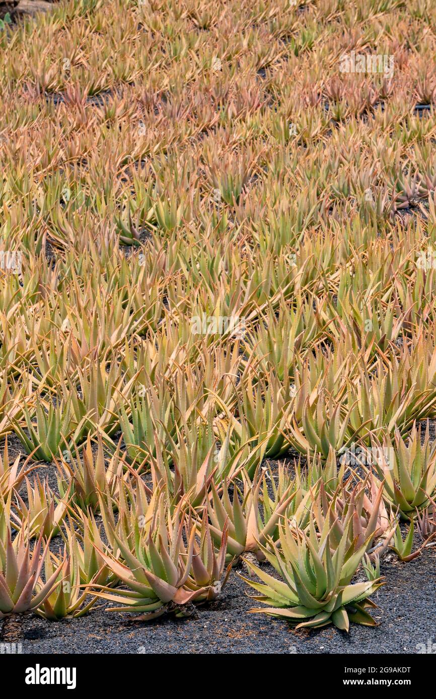Aloe Vera plants, in plantation with organic cultivation in Lanzarote ...