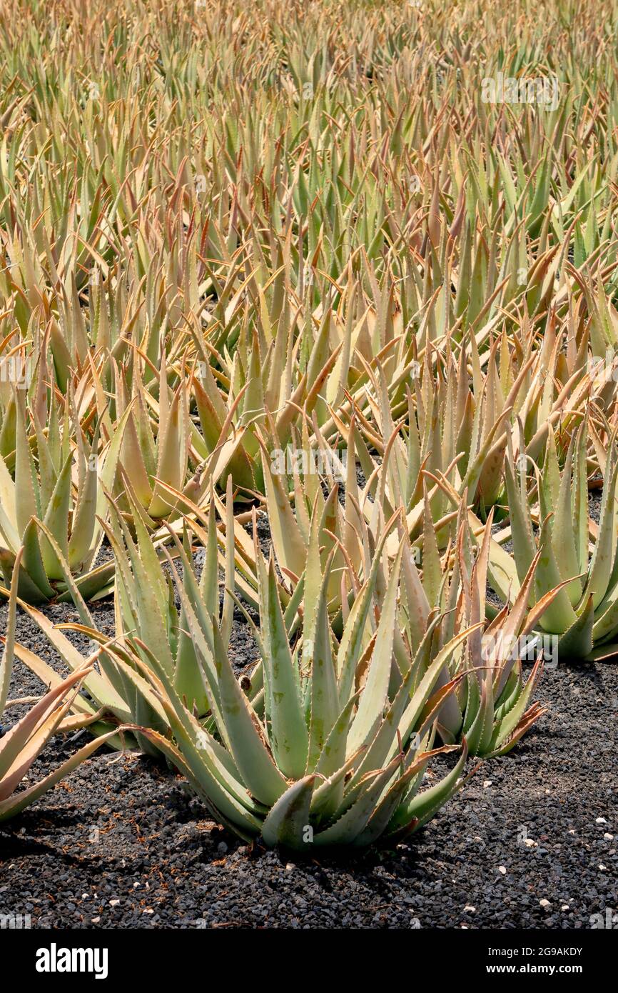 Aloe Vera plants, in plantation with organic cultivation in Lanzarote ...
