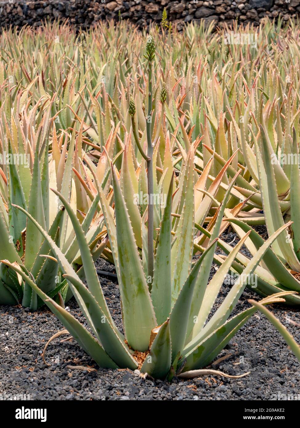 Aloe Vera plants, in plantation with organic cultivation in Lanzarote ...