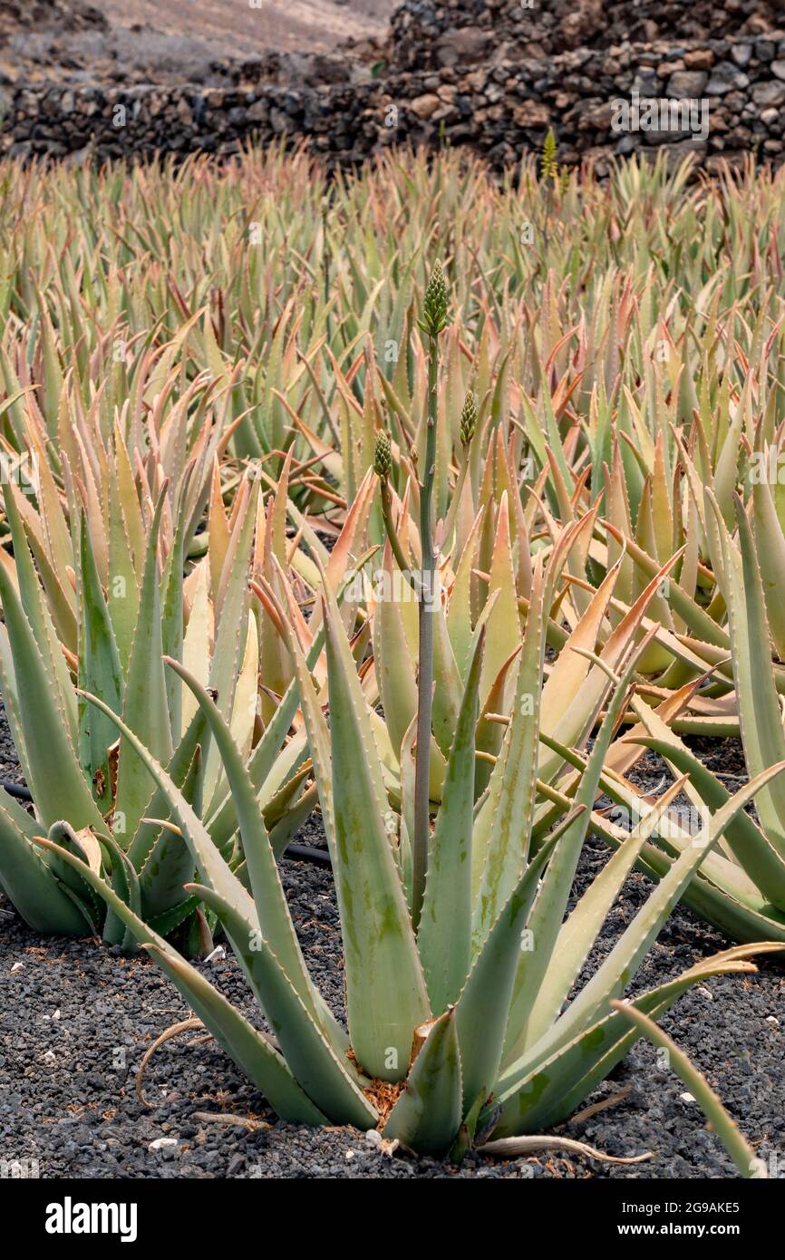 Aloe Vera plants, in plantation with organic cultivation in Lanzarote ...