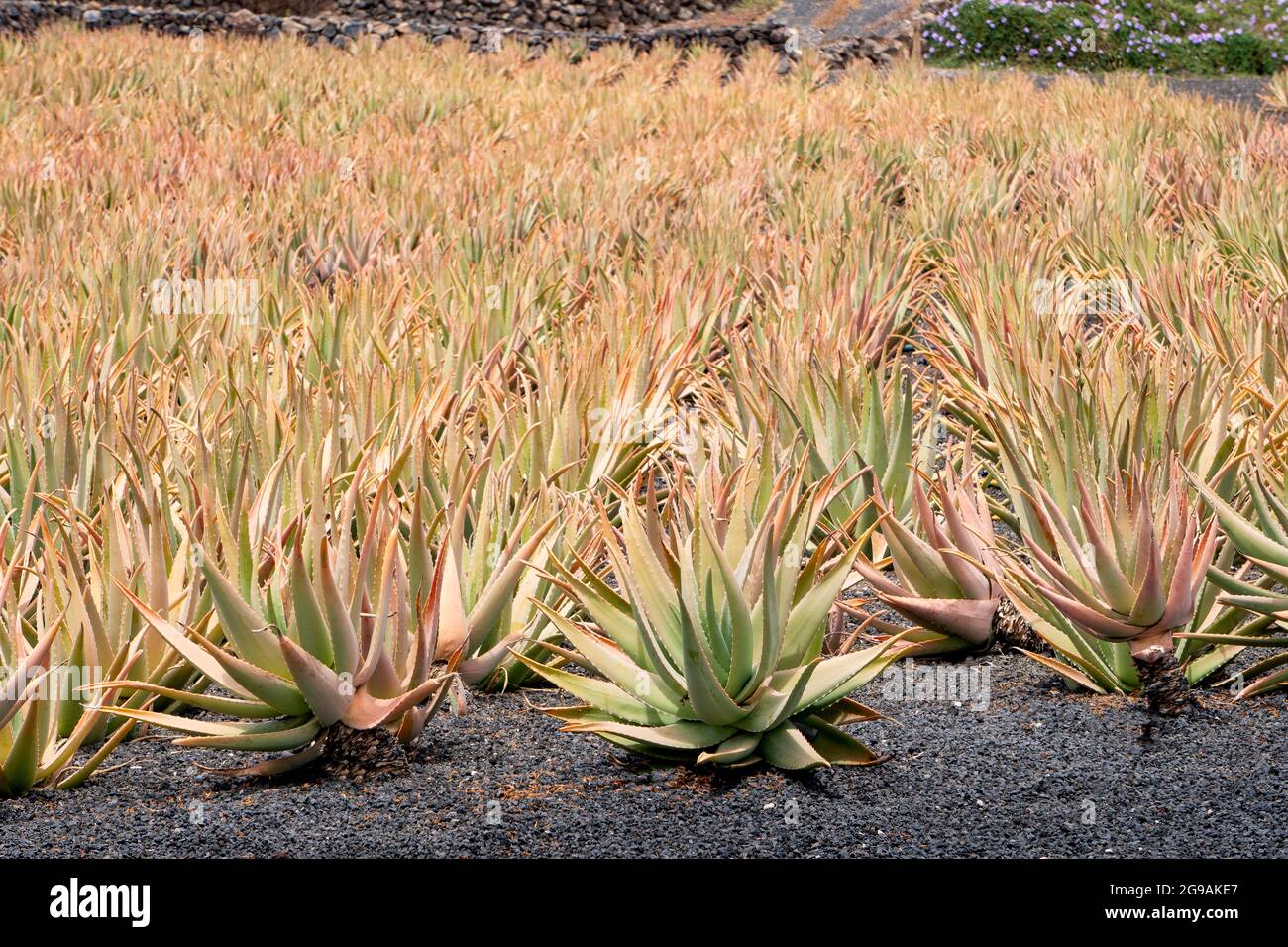 Aloe Vera plants, in plantation with organic cultivation in Lanzarote ...