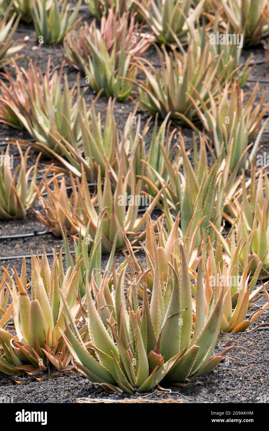 Spine fields hi-res stock photography and images - Alamy