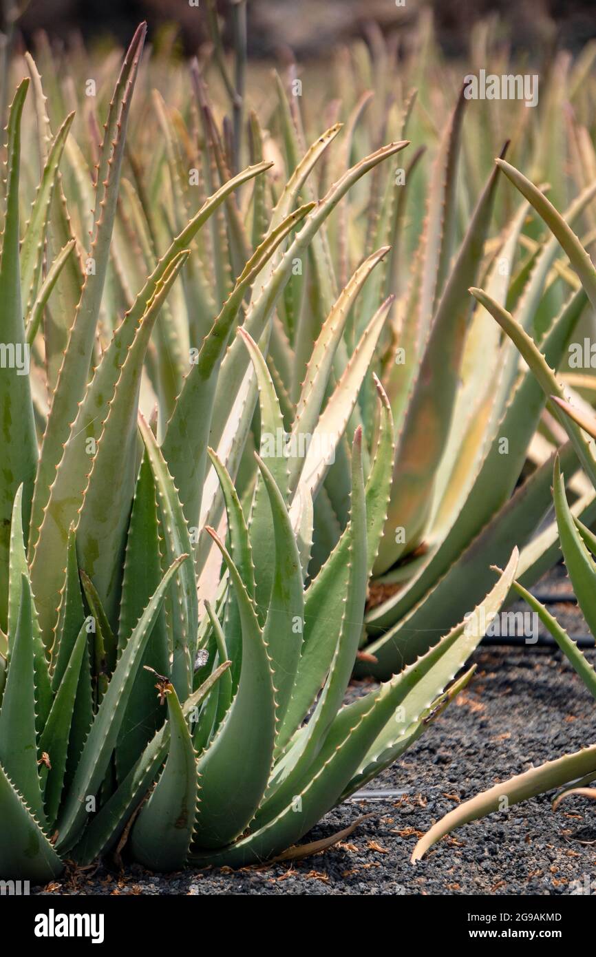 Aloe Vera plants, in plantation with organic cultivation in Lanzarote ...