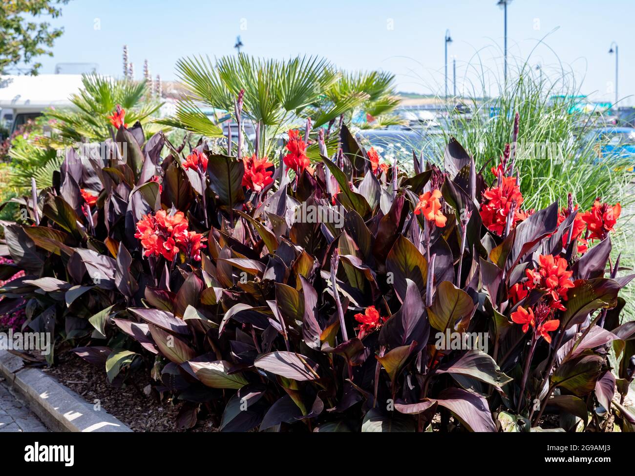 Palms and Canna Tropicanna Black-Canna Lily Plants in bloom in the ...