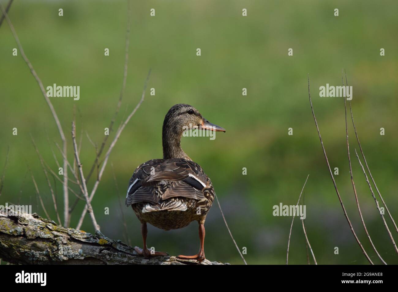 Female Mallard Duck on a tree branch Stock Photo - Alamy