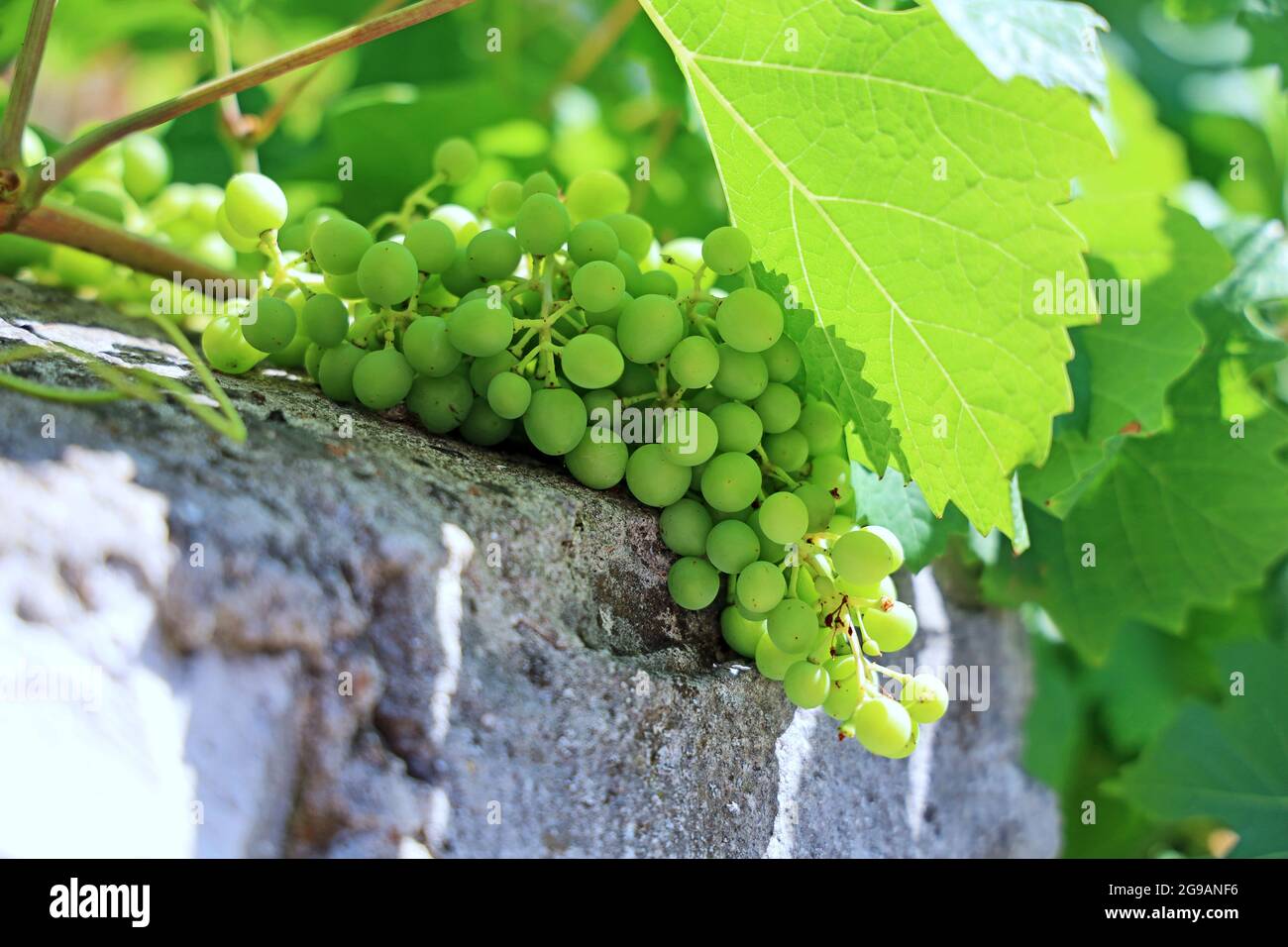 Vine growing from stone hi-res stock photography and images - Alamy