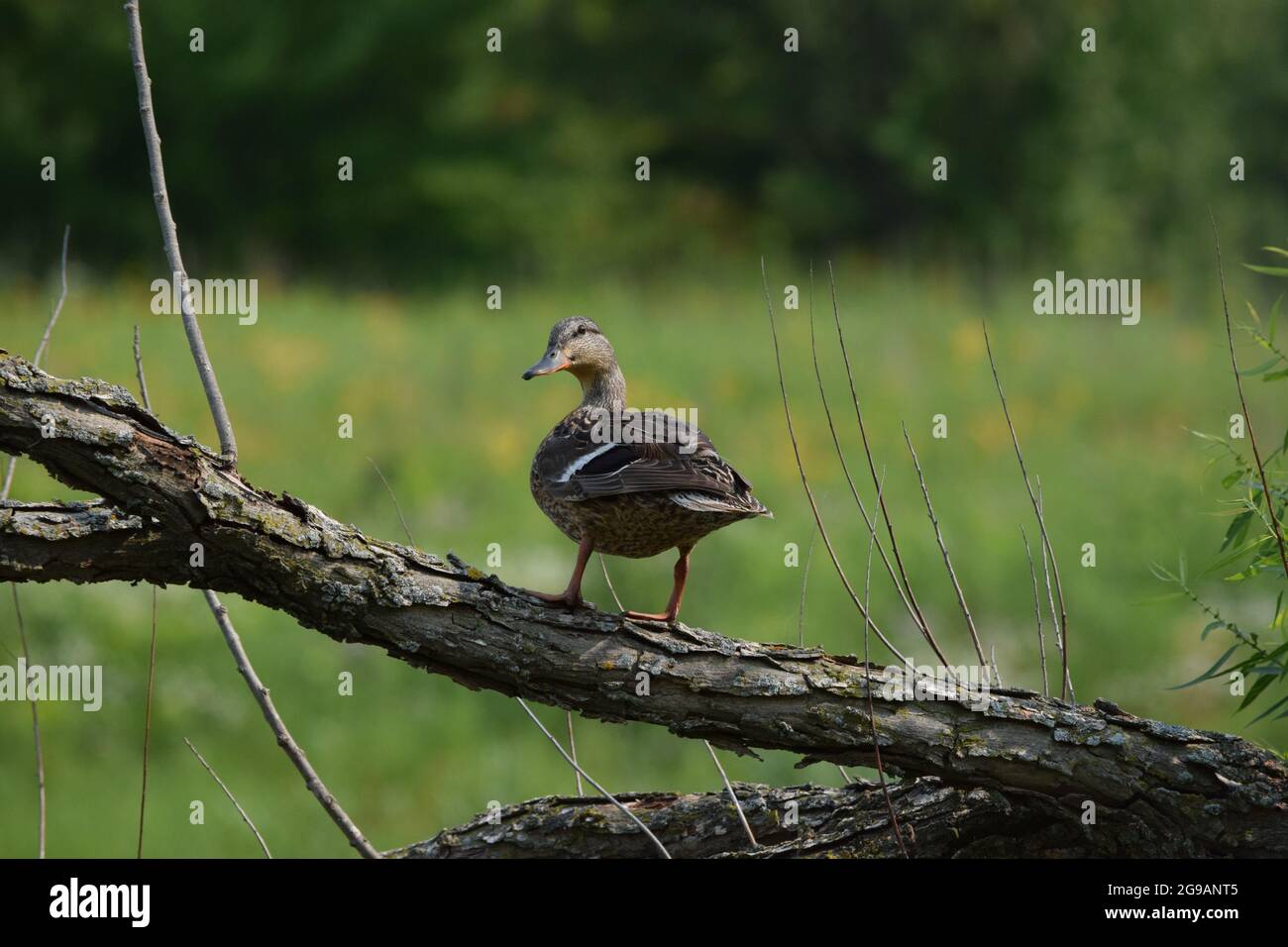 Female Mallard Duck on a tree branch Stock Photo - Alamy