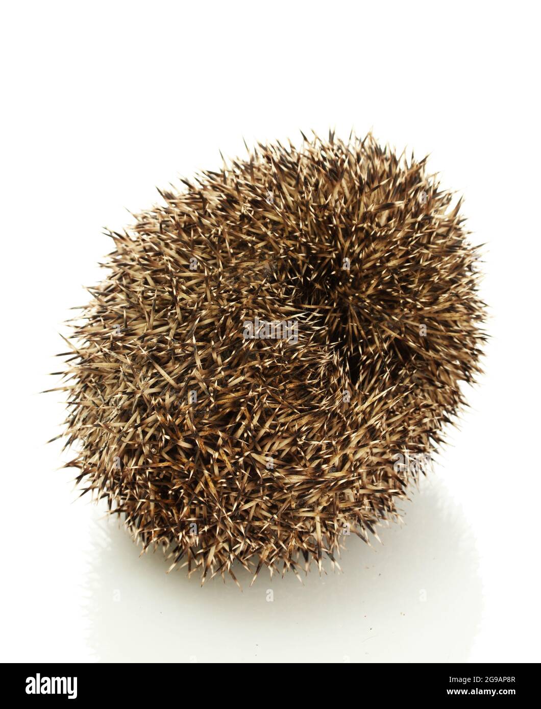 Hedgehog Hide High Resolution Stock Photography and Images - Alamy