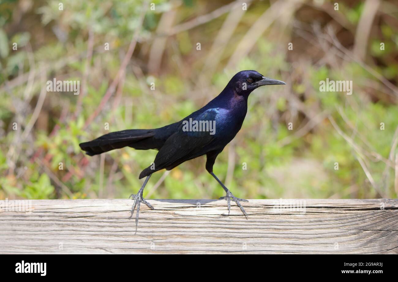 Florida common grackle hi-res stock photography and images - Alamy