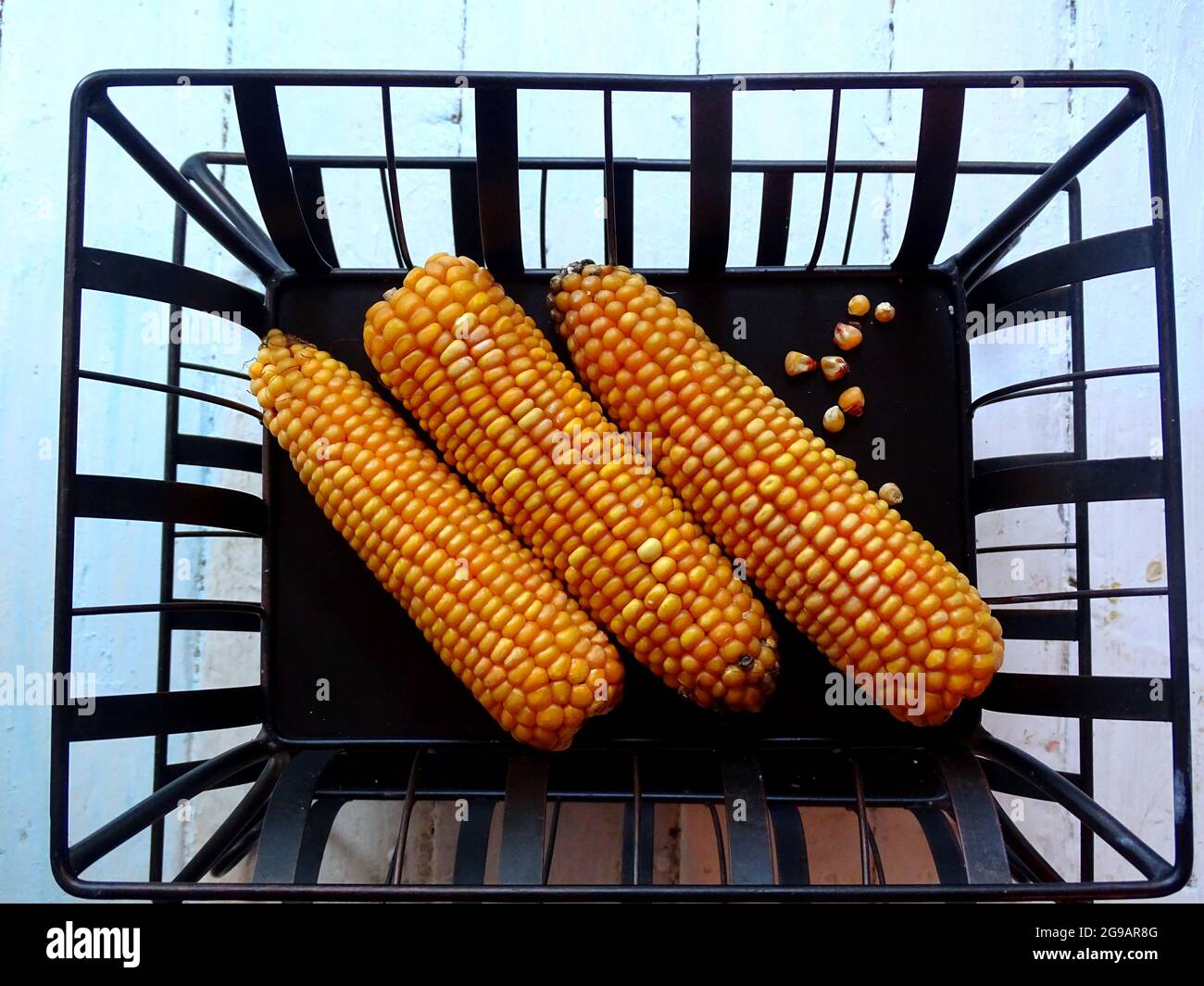three ears of corn on a black metal stand Stock Photo - Alamy