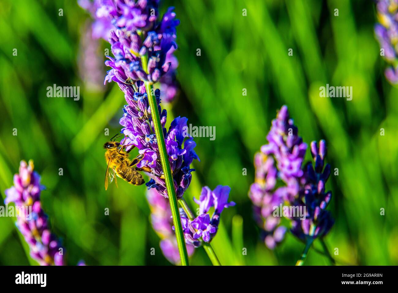 Detail view of lavender in south France on a sunny summer day Stock ...