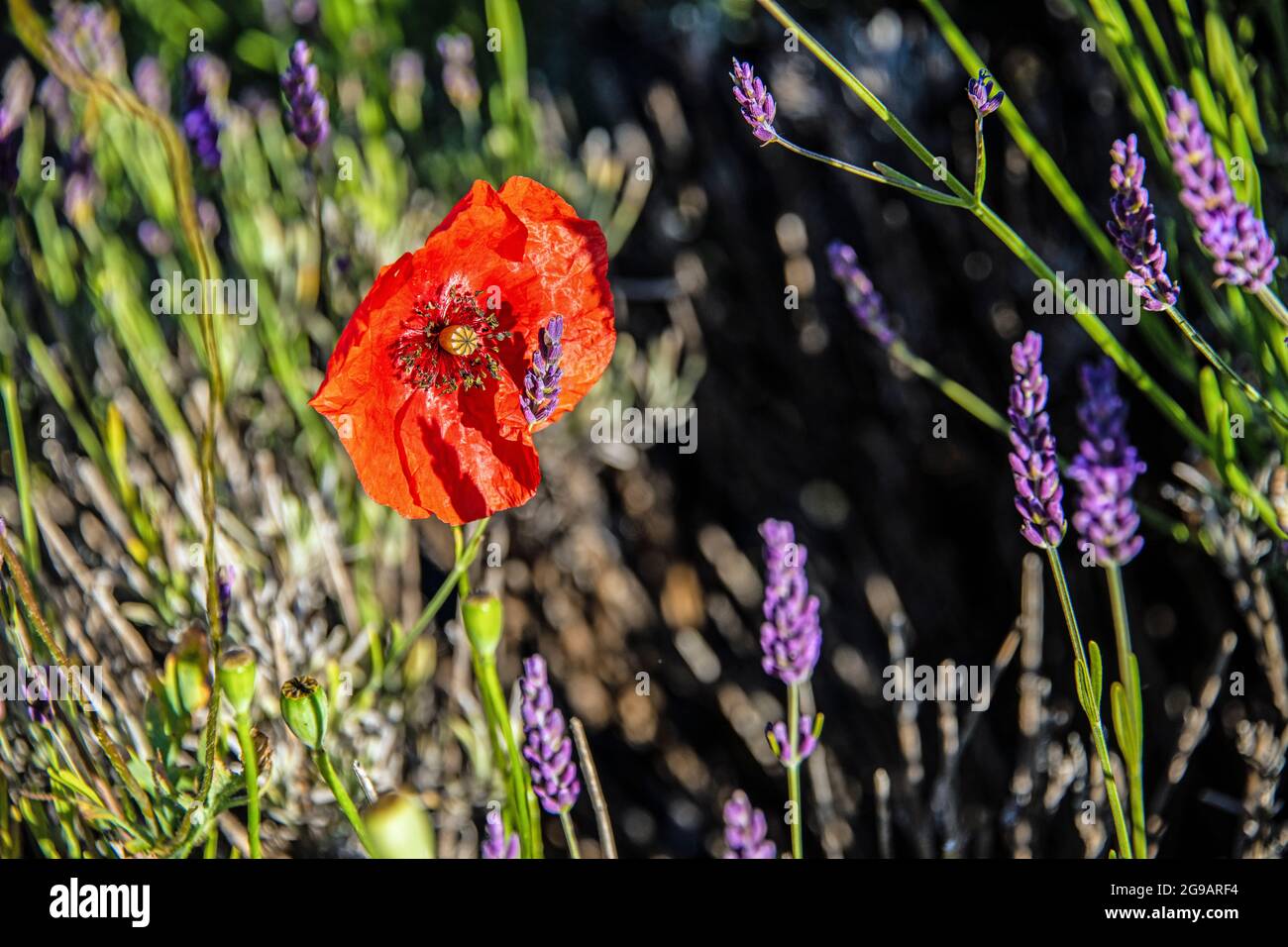 Lavender and poppy flowers in the fields of south France in the summer ...