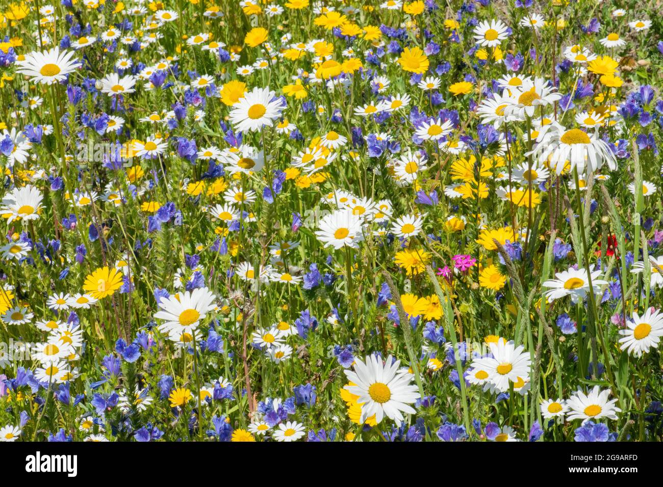 Pollinator Patch of wild flowers, background Stock Photo - Alamy