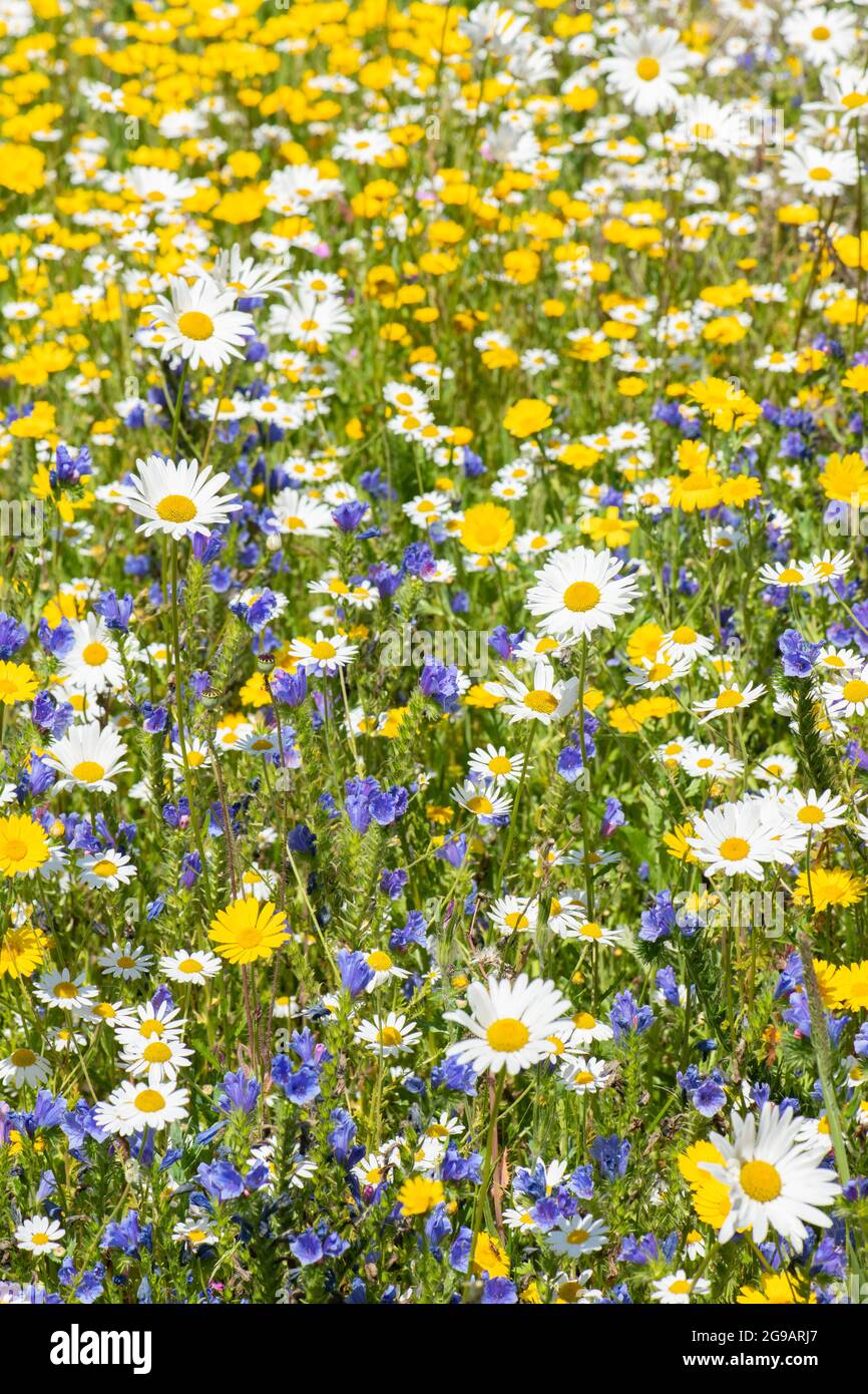 Pollinator Patch of wild flowers, background Stock Photo - Alamy
