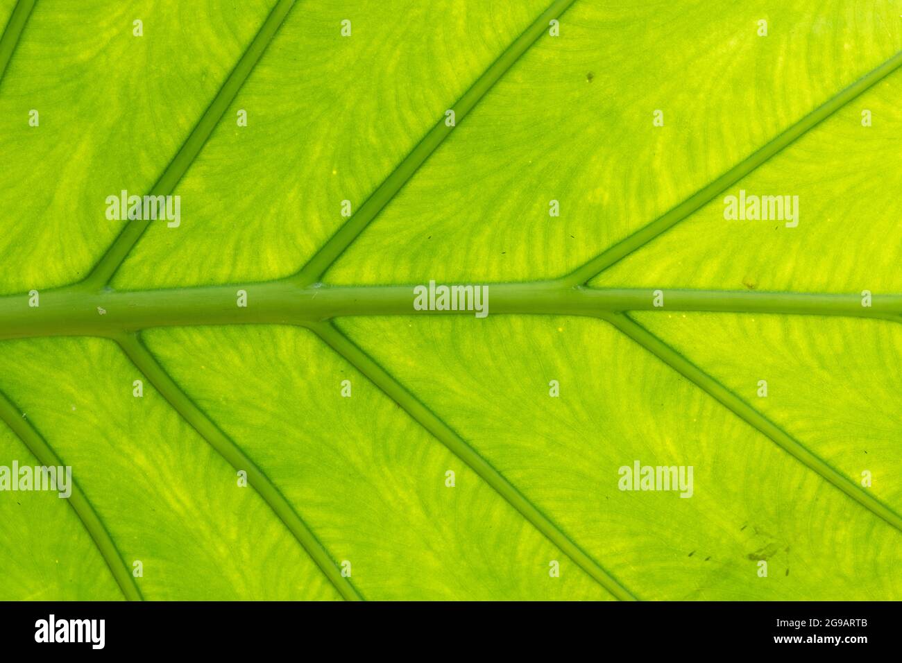 Leaf structure hi-res stock photography and images - Alamy