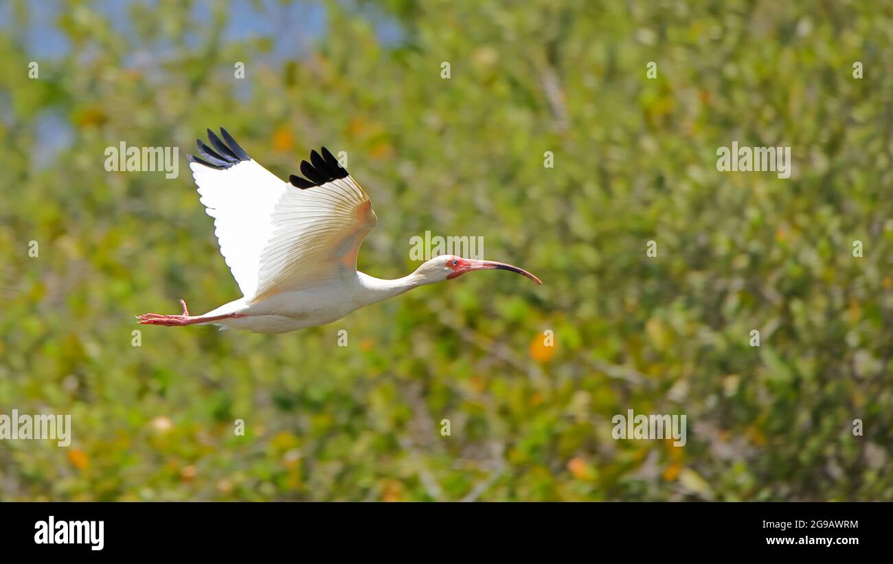 One white ibis flying with a green background in the Merritt Island ...