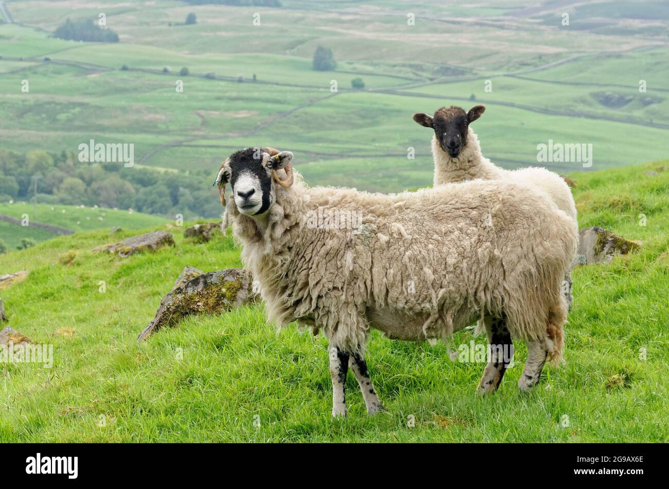 Sheep swaledale sheep hi-res stock photography and images - Alamy