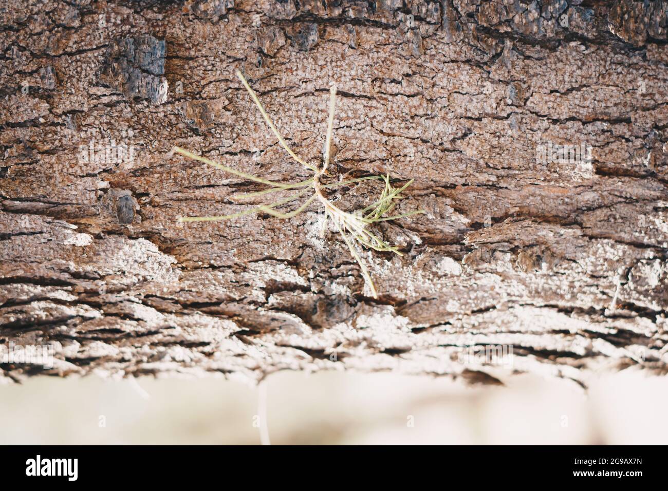 BANNER Close-up shot Hard wood outer layer of pine bark tissue surface ...