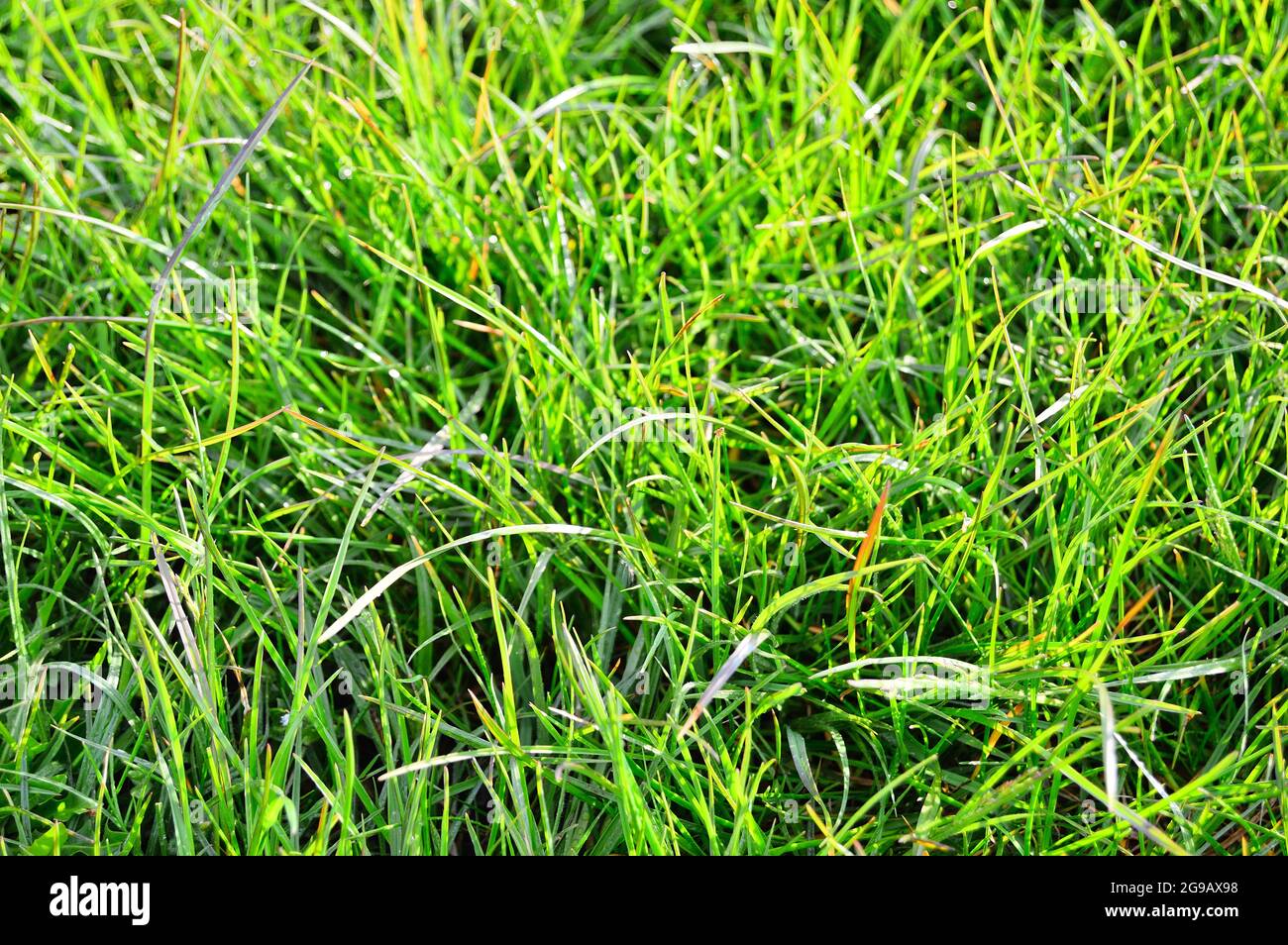 Summer outdoor lawn fields hi-res stock photography and images - Alamy