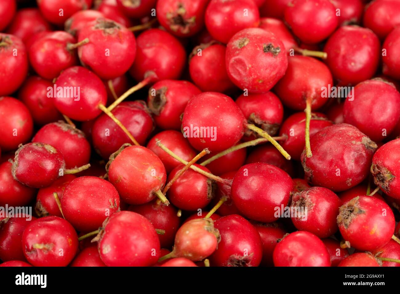 Hawthorn background close-up Stock Photo - Alamy