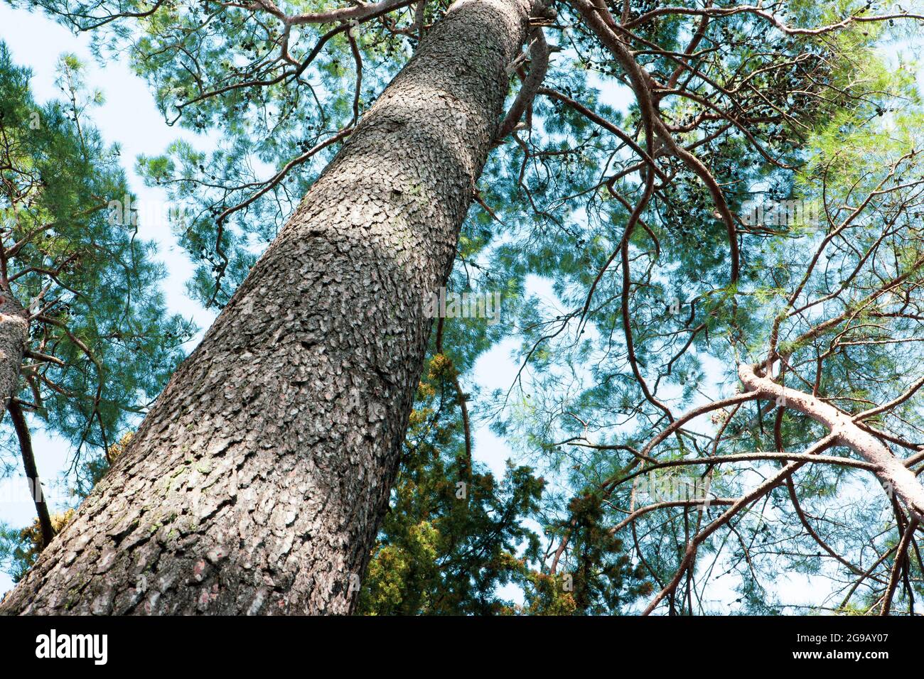 Pinus rigensis hi-res stock photography and images - Alamy