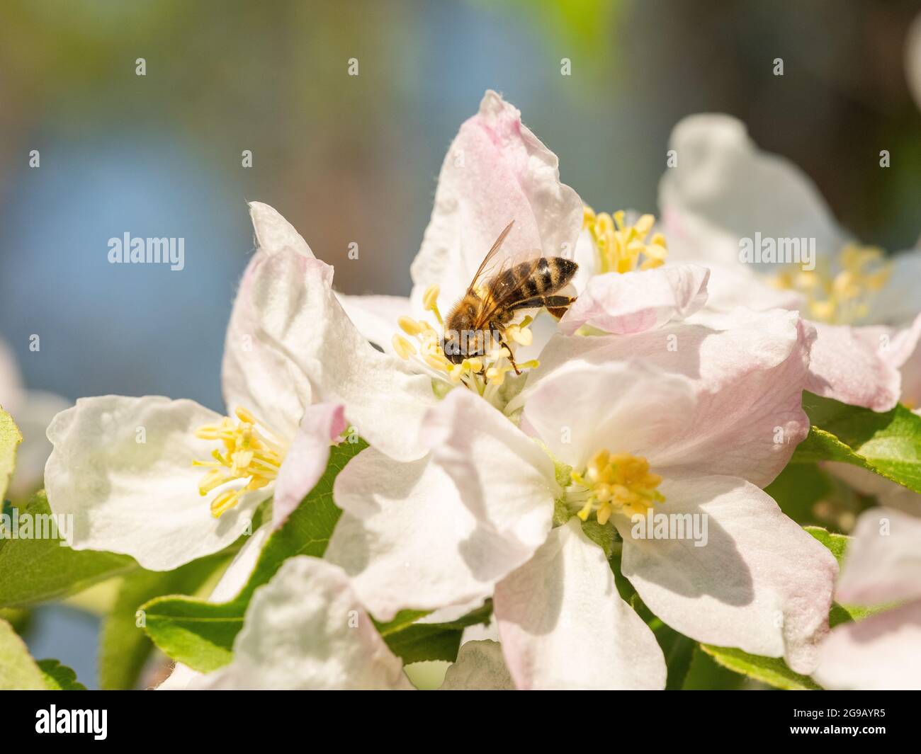 Polinating hi-res stock photography and images - Alamy
