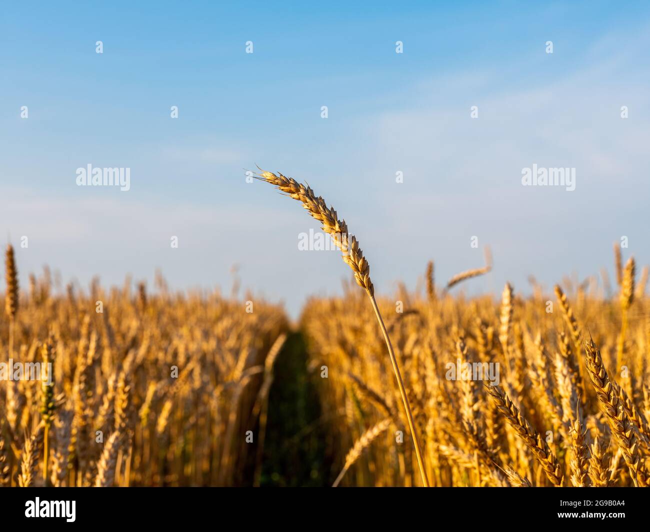 Golden ripe wheat field agricultural hi-res stock photography and ...