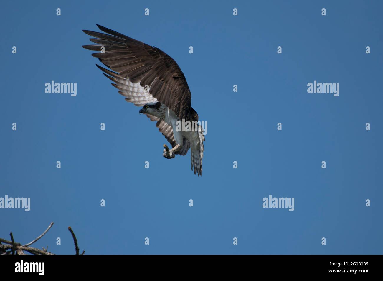 osprey in flight Stock Photo - Alamy
