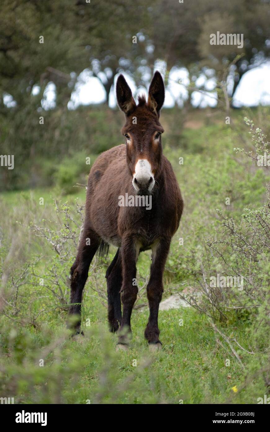 one donkey in the meadow Stock Photo - Alamy
