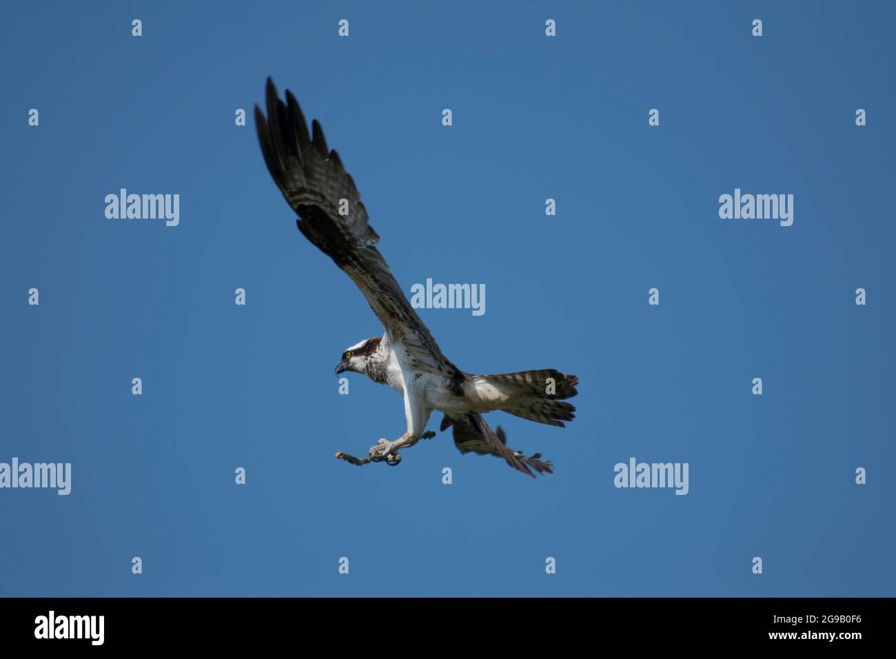 osprey in flight Stock Photo - Alamy