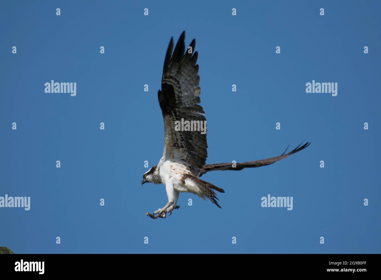 osprey in flight Stock Photo - Alamy