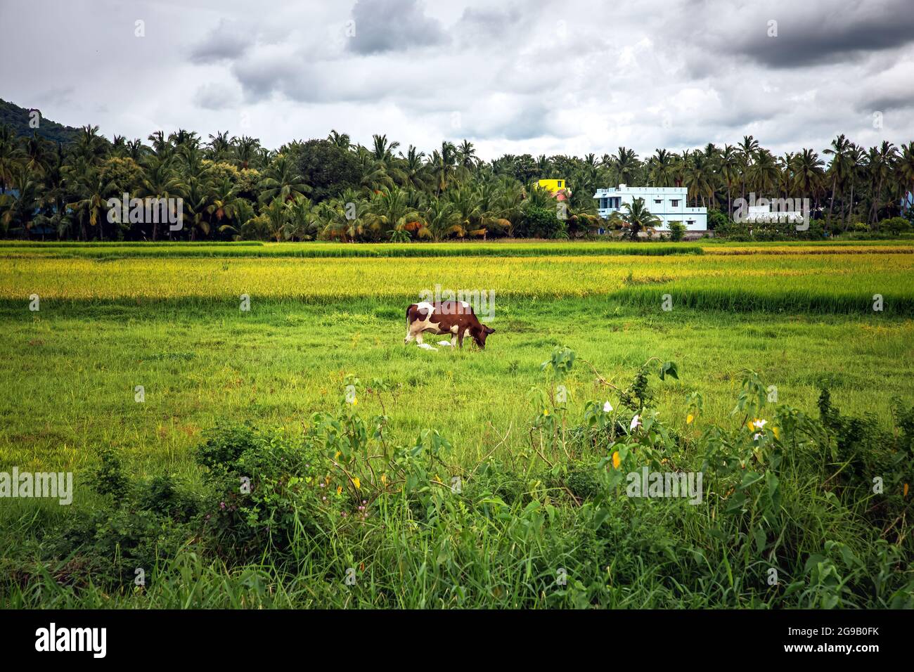 Paddy field background hi-res stock photography and images - Alamy