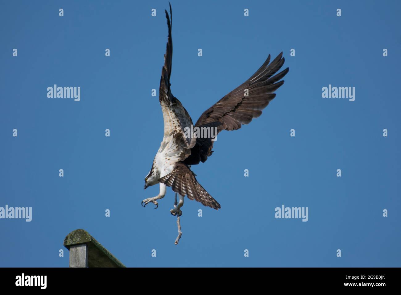 osprey in flight Stock Photo - Alamy