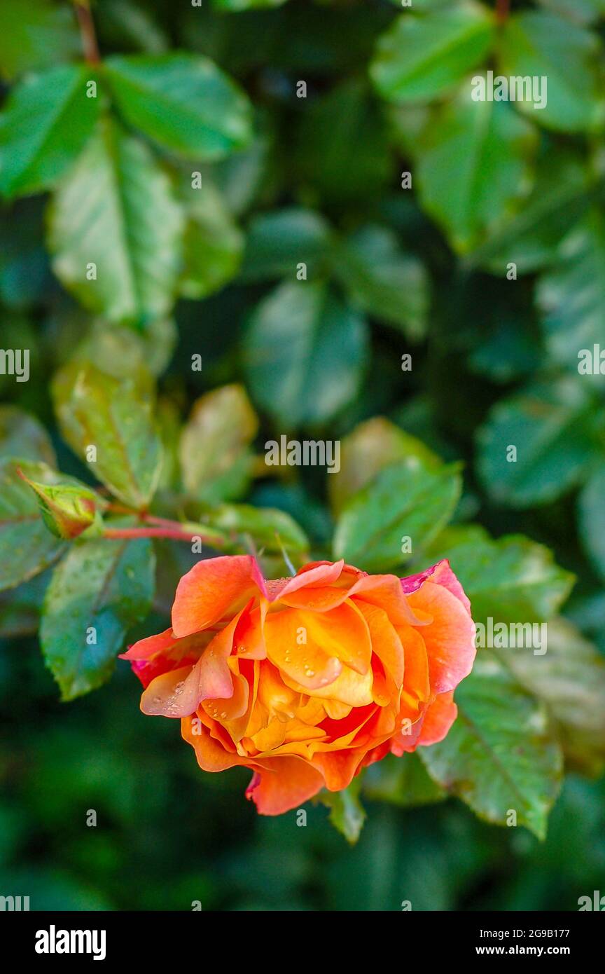 Orange garden rose hi-res stock photography and images - Alamy