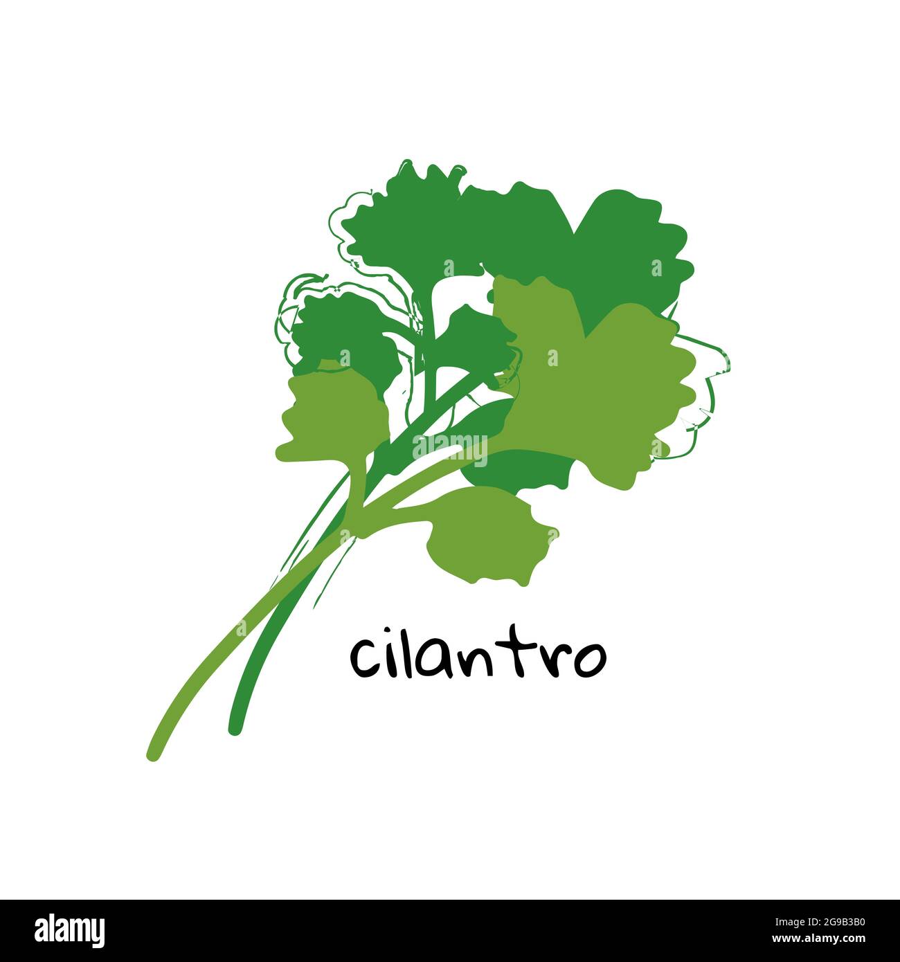 Cilantro illustration on white background Stock Vector Image & Art - Alamy