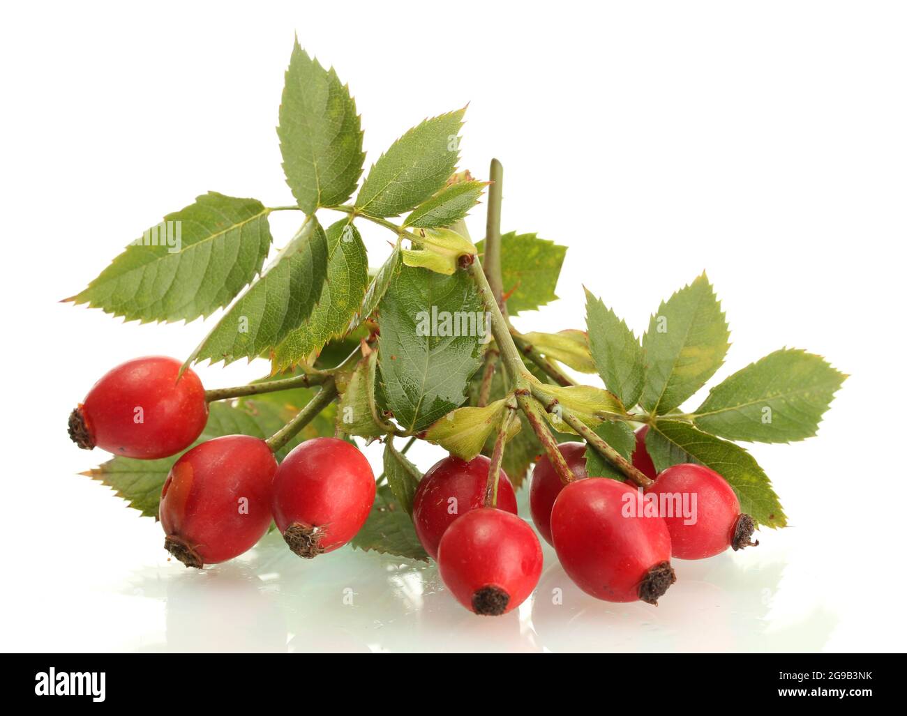 ripe hip roses on branch with leaves, isolated on white Stock Photo - Alamy