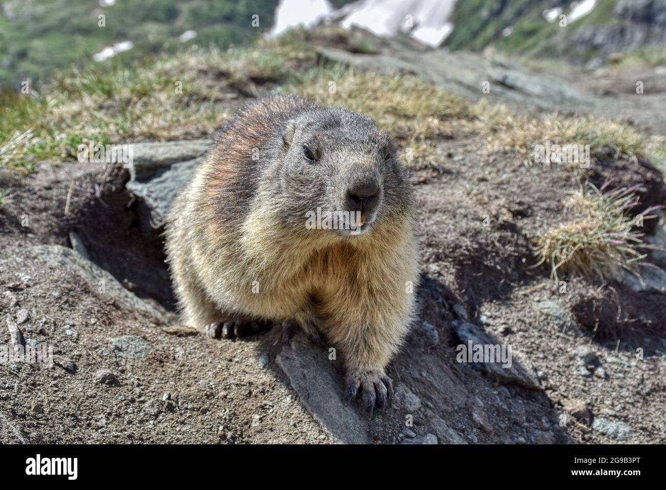Augen wachsam hi-res stock photography and images - Alamy