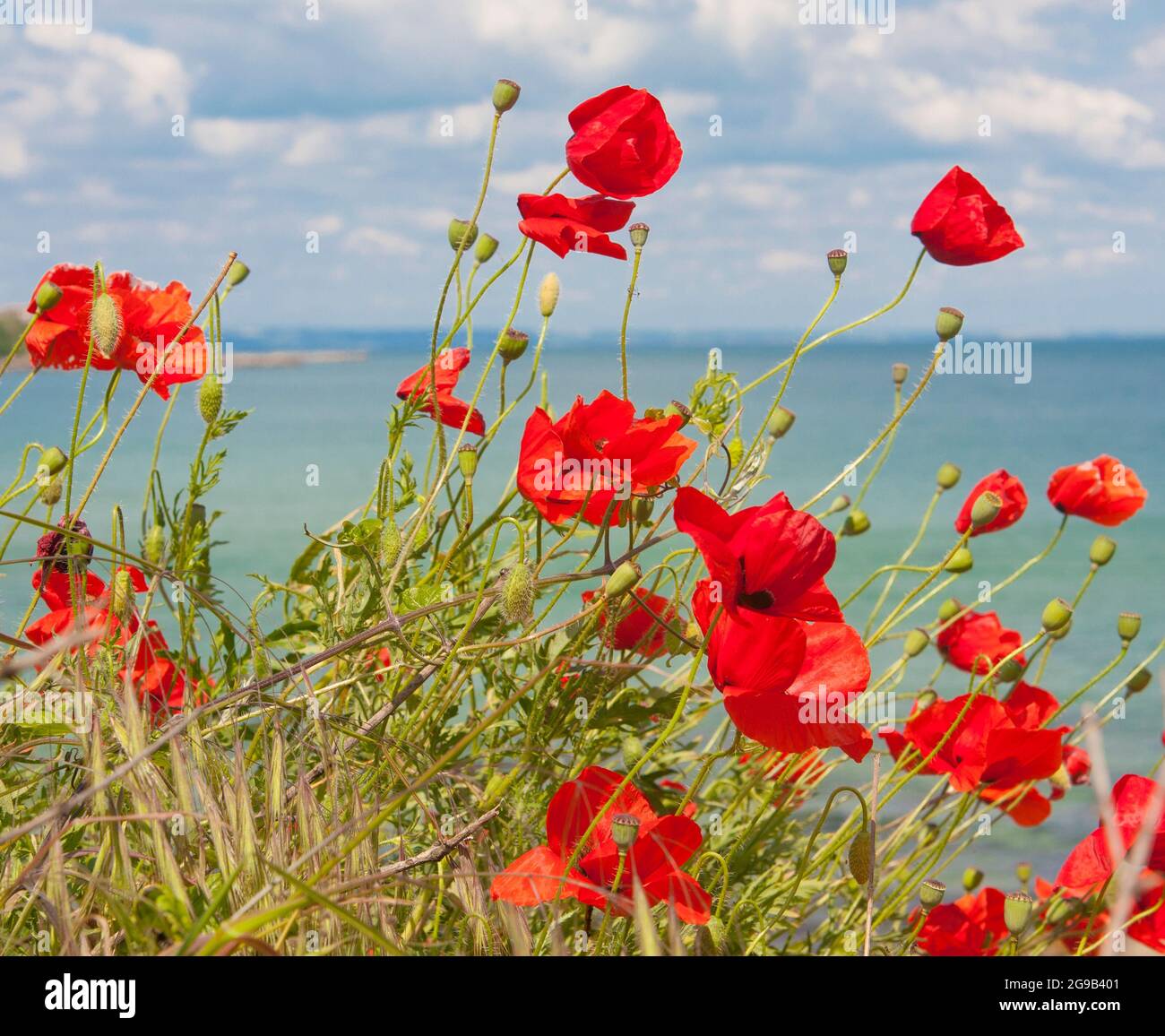 red poppies on sea shore Stock Photo - Alamy
