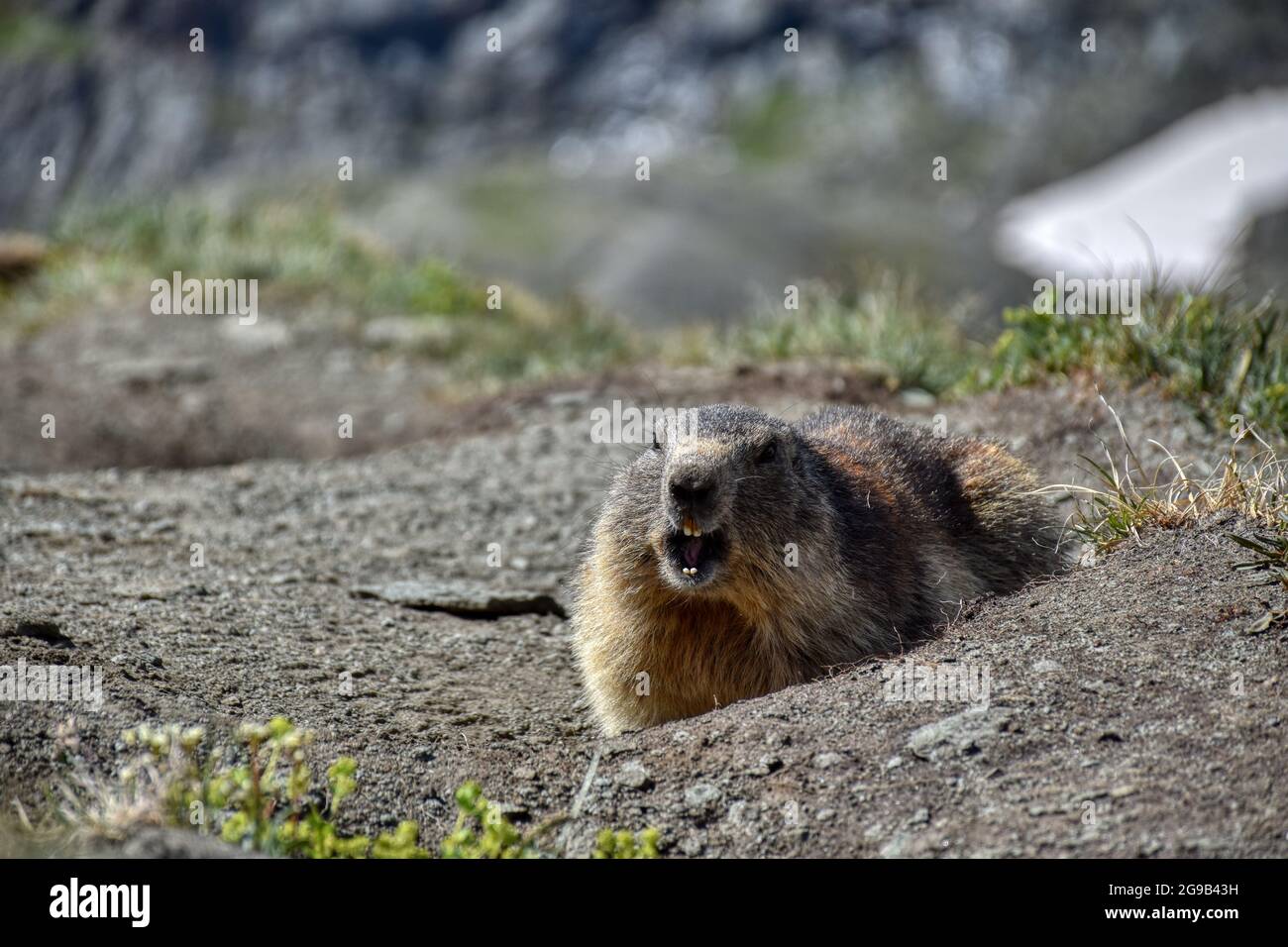 Schwanz rotbraun hi-res stock photography and images - Alamy