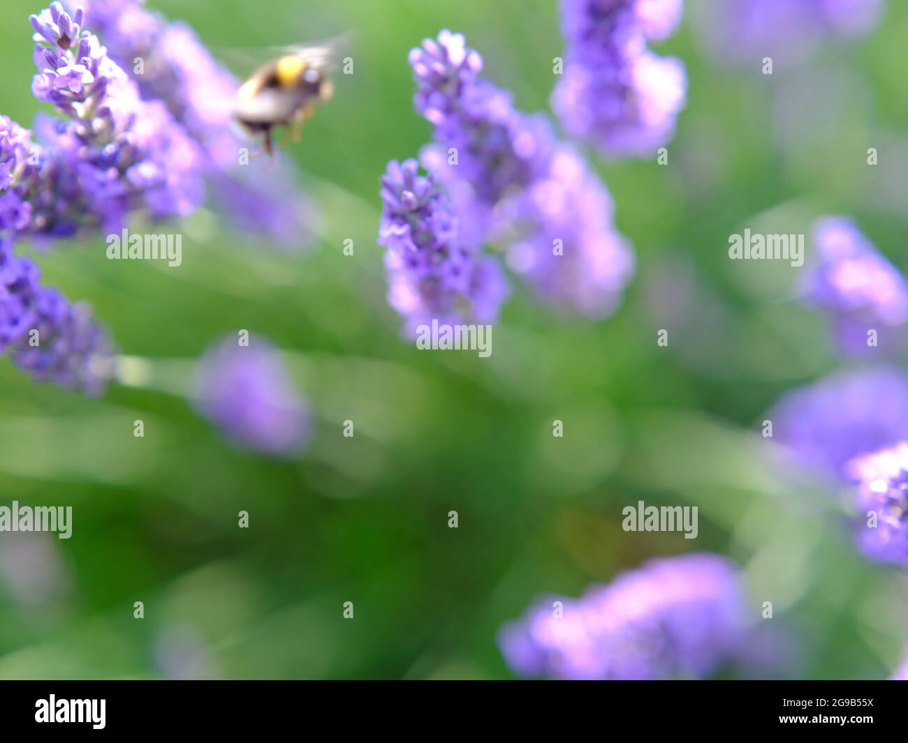 Indumentum hi-res stock photography and images - Alamy