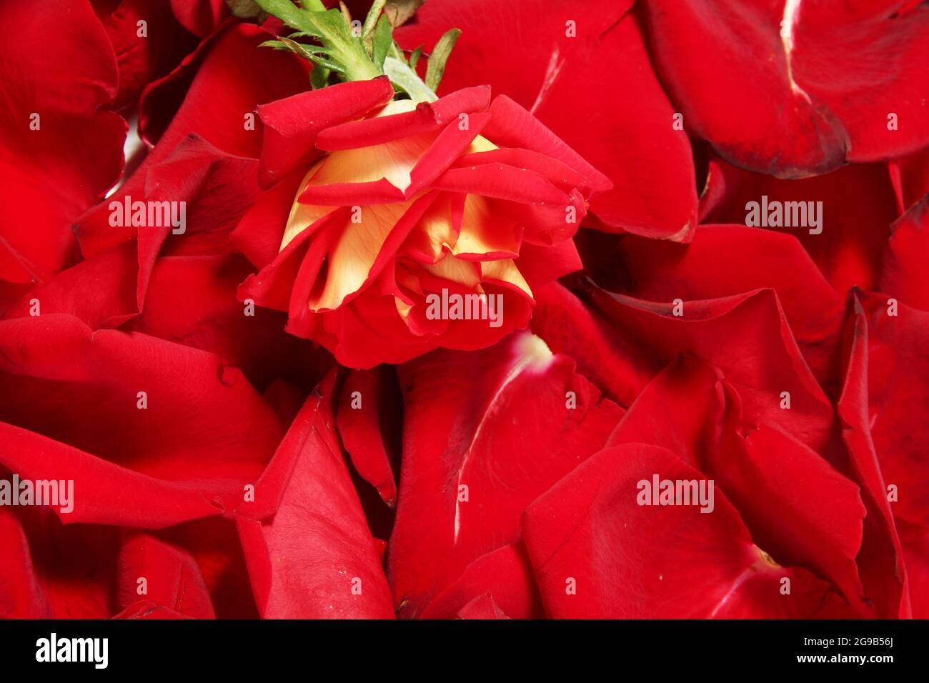 Beautiful red rose on red rose petals background Stock Photo - Alamy