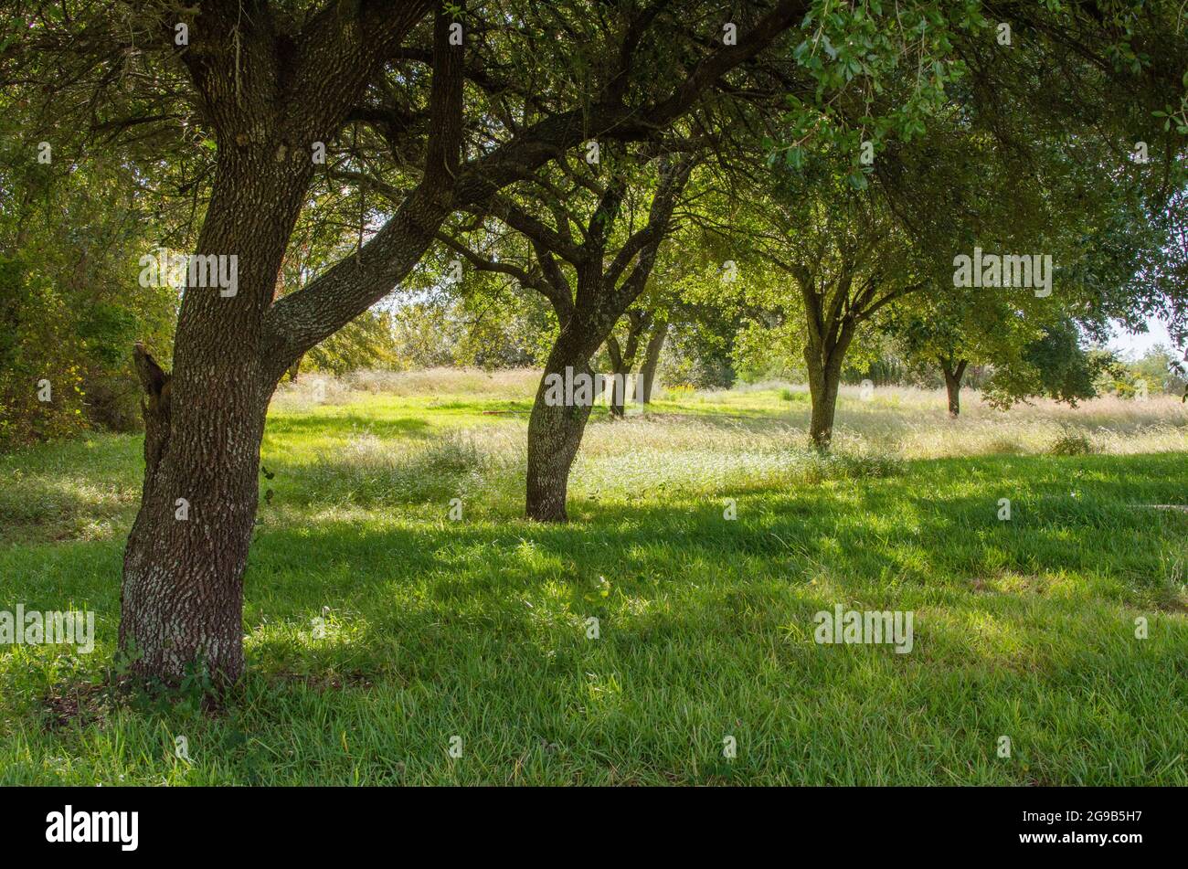 Texas trees canopy hi-res stock photography and images - Alamy