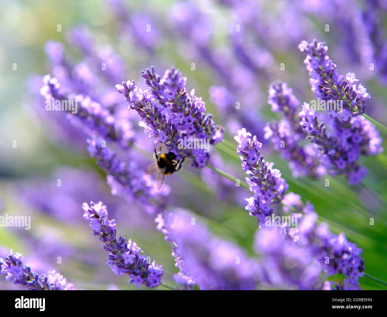 Lavender being pollenated by bees Stock Photo - Alamy