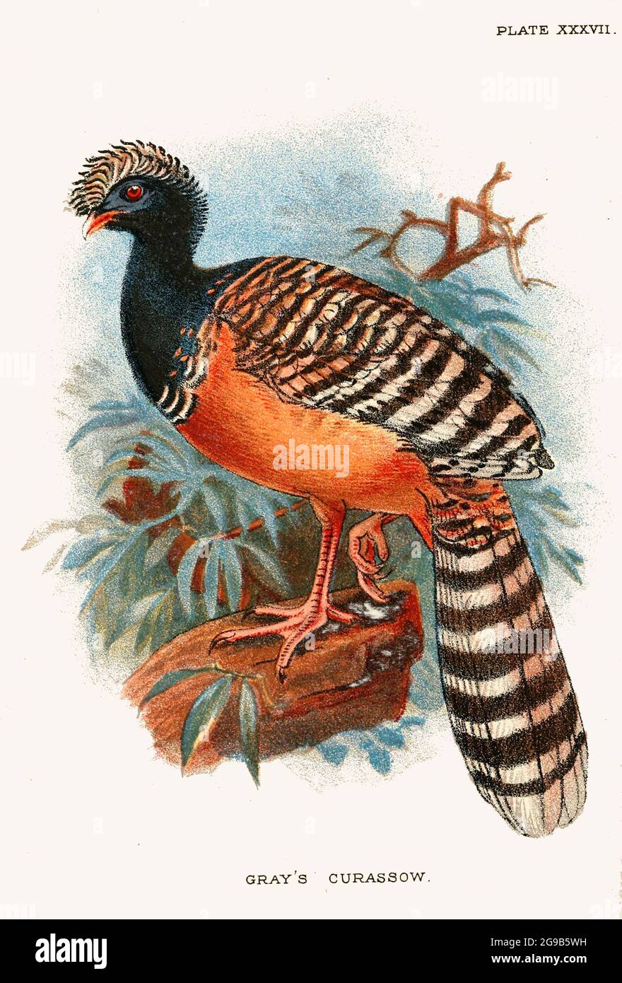 Vintage gamebird illustrations hi-res stock photography and images - Alamy