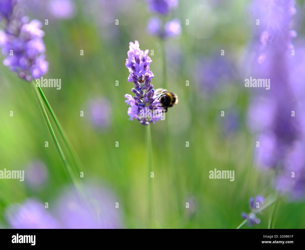 Lavender being pollenated by bees Stock Photo - Alamy